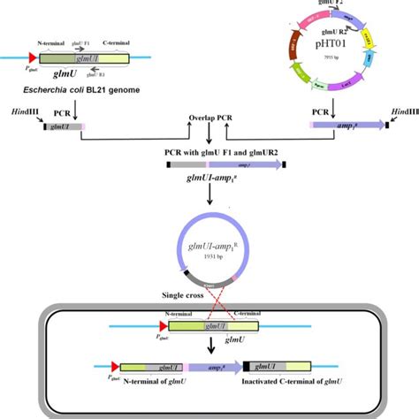 Flowchart Of Construction Of E Coli Bl21∆glmu The C Terminal Domain