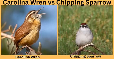 Carolina Wren Vs Chipping Sparrow 9 Main Differences