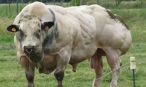 Genetically Modified Cows Muscle