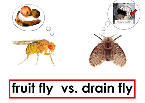 Diy Pest Control How To Instructions How To Pest