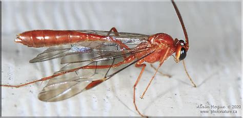 Ichneumonidae Ophion Bugguidenet