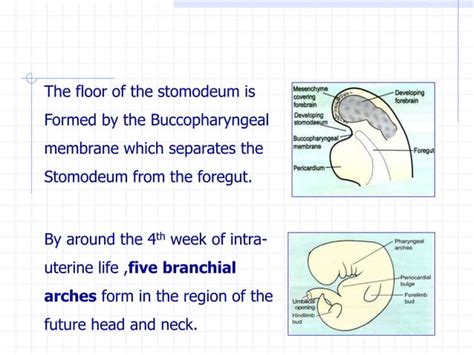 Growth And Development Of Maxilla Ppt