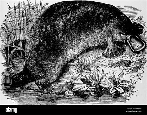 This Work Describes The Little Ant Eater A Small Mammal From Tropical