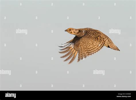 Sharp Tailed Grouse Flying