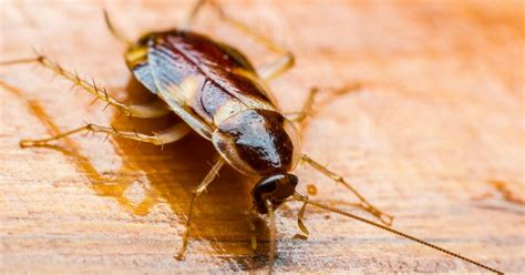 Uk Households Hit By Cockroach Invasion As Temperatures Plummet In September The Mirror