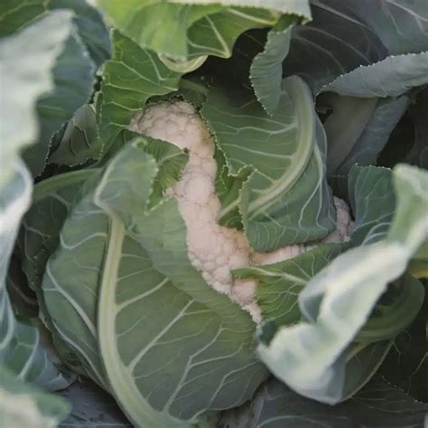 Conopida Barcelona F1 • Diaplant Ro