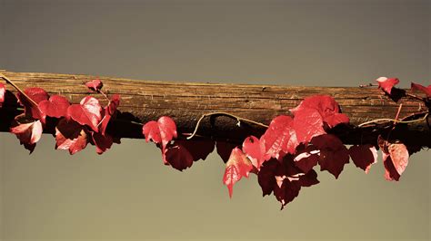 Spy Valley Wines • 5forests