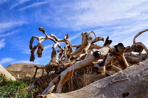 David Stillman Antelope Valley Tour