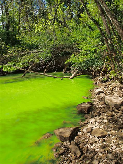 Cut Phosphorus To Reduce Algae Blooms Say Scientists Artofit