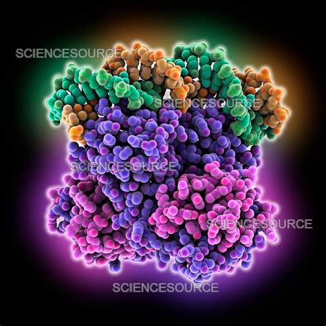 Dna Complex Of A Toxin Antitoxin Syste Stock Image Science Source