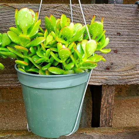 Other Small Leaf Jade Plant Cuttings Poshmark