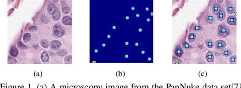 Figure 1 From Real Time Cell Counting In Unlabeled Microscopy Images Semantic Scholar
