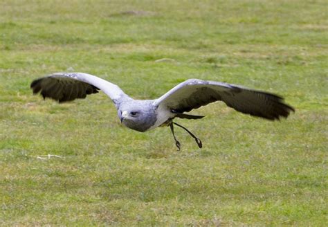 Winged Predators — Theraptorcage African Crowned Eagle African