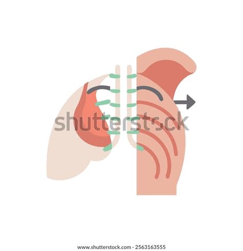 Coracoid Process Structure Medical Study Stock Vector Royalty Free