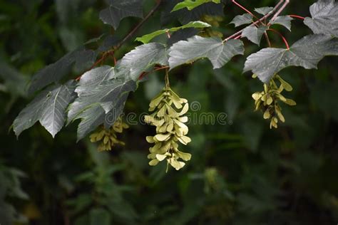 Branches With Seeds Of Acer Pseudoplatanus Tree Stock Image Image Of