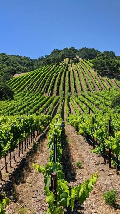 Free Verdant Vineyard Rows Image Vineyard Vines Green Download At