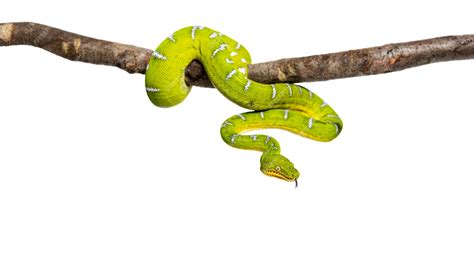 Premium Photo Adult Emerald Tree Boa Wrapped Around A Branch Corallus Caninus Isolated On White