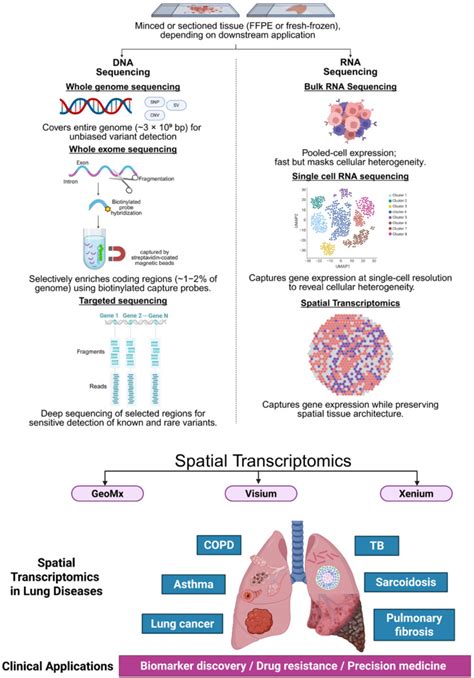 Spatial Transcriptomics In Lung Cancer And Pulmonary Diseases A Comprehensive Review Pmc