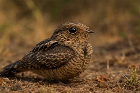 Anthonys Nightjar The Enigmatic Nocturnal Bird Of The Americas