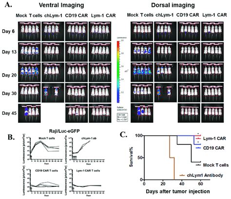 Lym 1 And Cd19 Car T Cells Eradicate Raji Luc Gfp Xenograft Tumors In