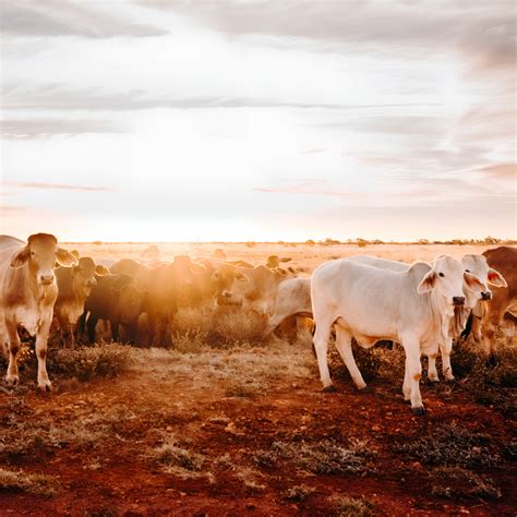 Industry Diversification Feasibility Study Bluesalt