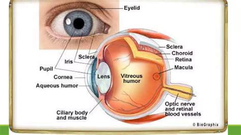 Physiology Of Eye Pptx