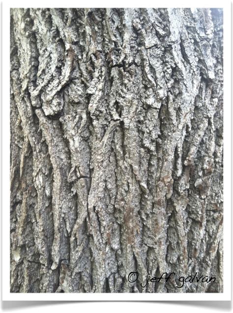 Black Walnut Identify By Bark Boulder Tree Care Pruning And Tree