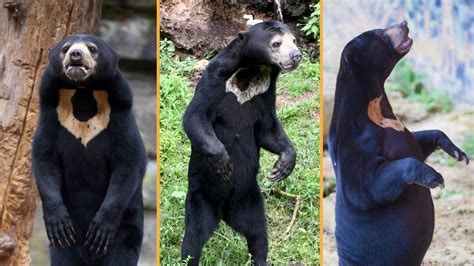 Sun Bear Native Habitat