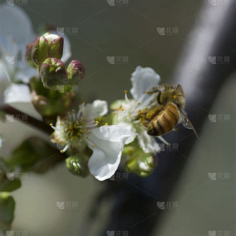 樱桃树上的蜜蜂