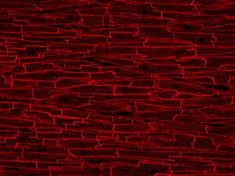 Thomas Jespersen Posted On Linkedin