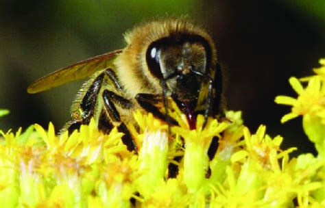 Honey Bee Taking Nectar From Flower Download Scientific Diagram