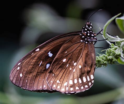 Spotted Black Crow Euploea Crameri Bremeri Macroclose Up Critiques