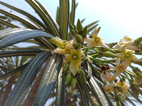 Pachypodium Geayi Descubre Y Aprende Todo De Esta Planta