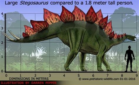 Stegosaurus Size Comparison Types Of Stegosaurus Stegosaurus Diagram