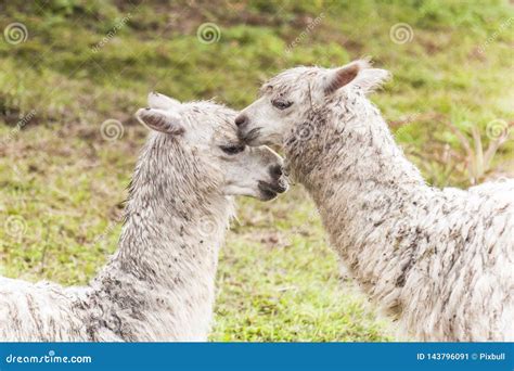 Llamas Alpaca In Andesmountains Stock Image Image Of Peru Portrait