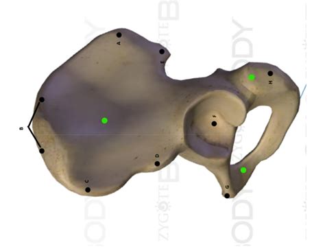 Coxal Bone 1 Diagram Quizlet