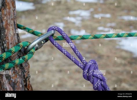 Purple And Green Ropes Tied To Tree With Steel Carabiner