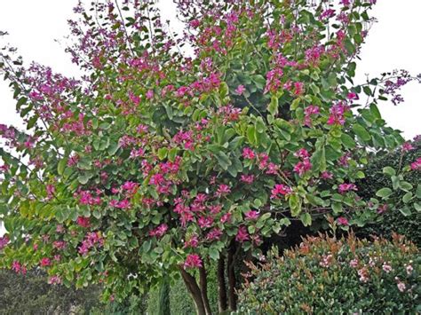 Hong Kong Orchid Tree Santa Barbara Beautiful