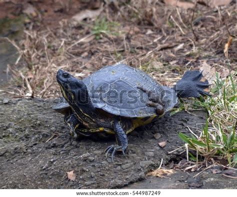 24 Imágenes Fotos De Stock Objetos En 3d Y Vectores Sobre Turtle Leech Shutterstock