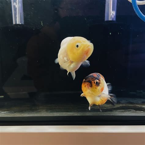 My Goldfish Dont Have Any Breeding Stars Yet After 2 Years Are They