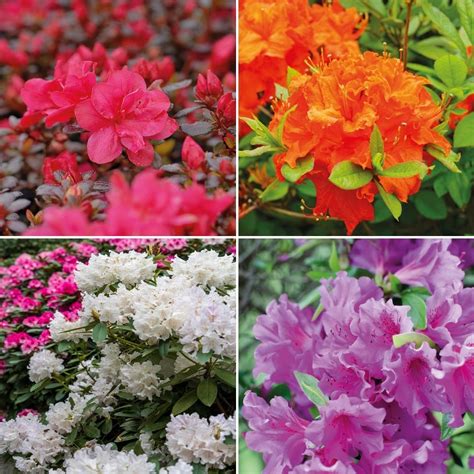 Azalea Dwarf Collection Dobies