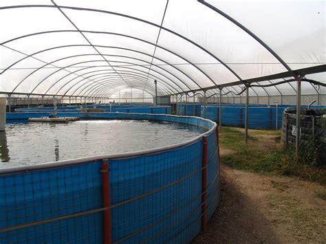 Sistemas De Recirculación En Acuicultura Como Opción Para El Engorde De