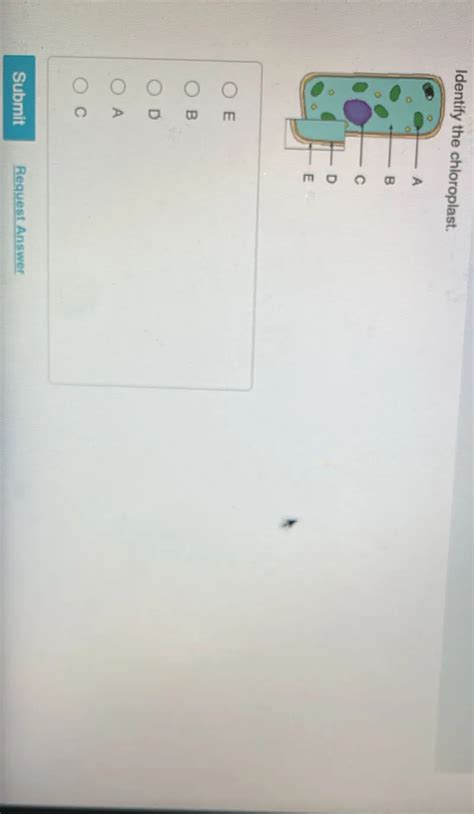 Identify The Chloroplast Answer Space