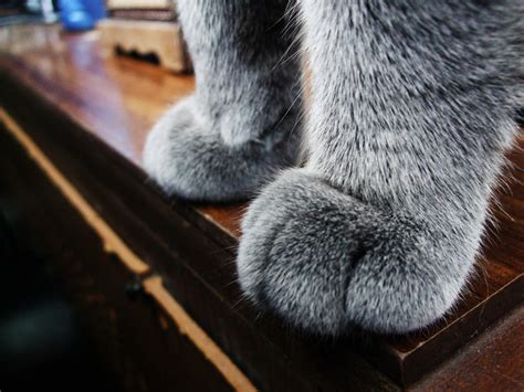 Kitty Feet By Oasiskey On Deviantart