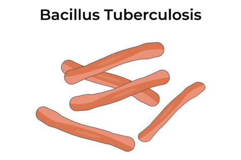 Bacillus Tuberculosis Science Vector Ill Graphic By As Ashik · Creative