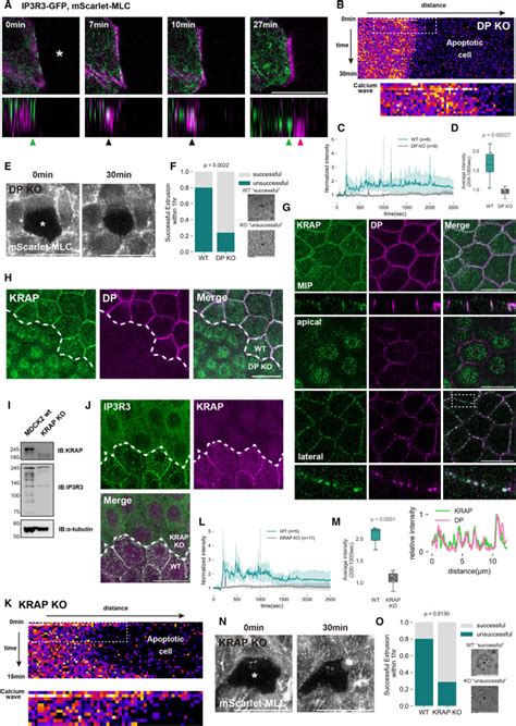 A Sustained Calcium Response Mediated By Ip3 Receptor Anchoring To The