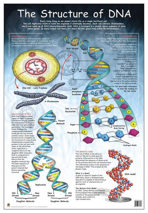 Dna Structure Diagram Chart Paper
