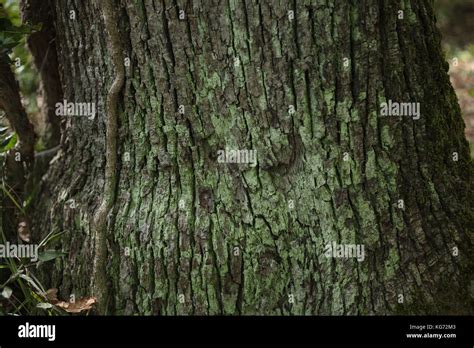 Tree Trunk Detail Texture As Natural Background Stock Photo Alamy