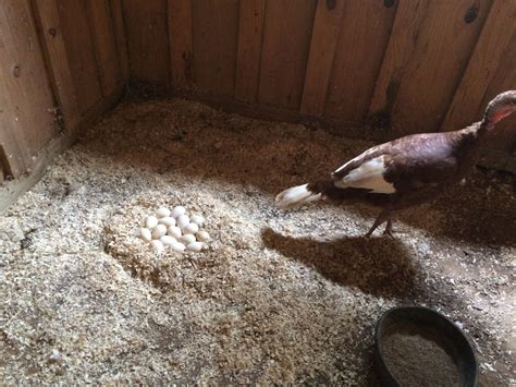 How Many Turkeys Lay Eggs