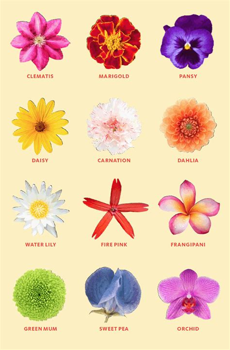 Flowers—not Just A Pretty Face Answers In Genesis